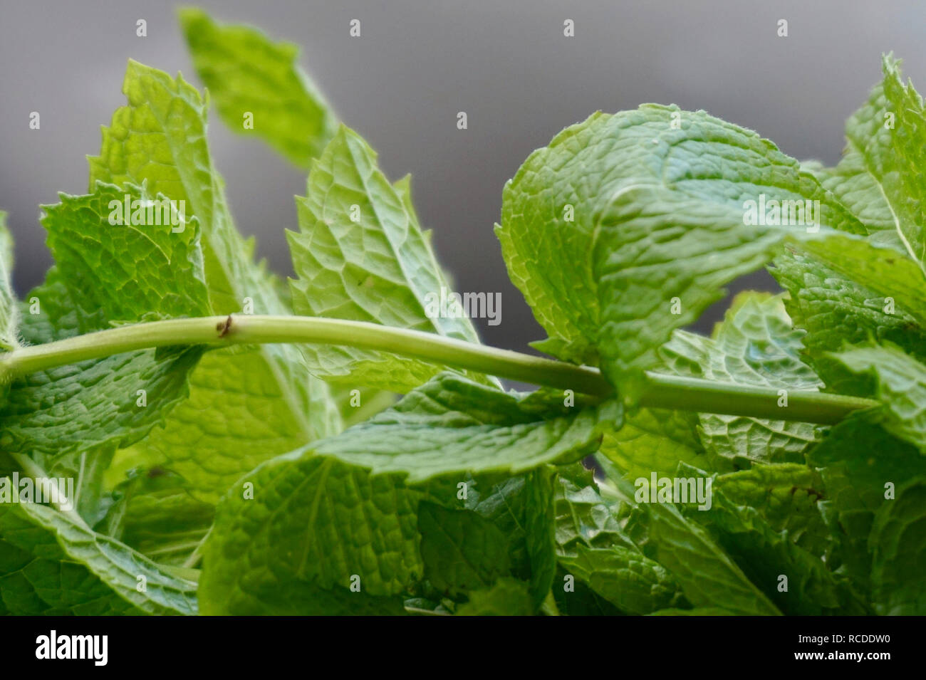 A stalk of fresh mint, closeup - macro photography of a fresh, green ...