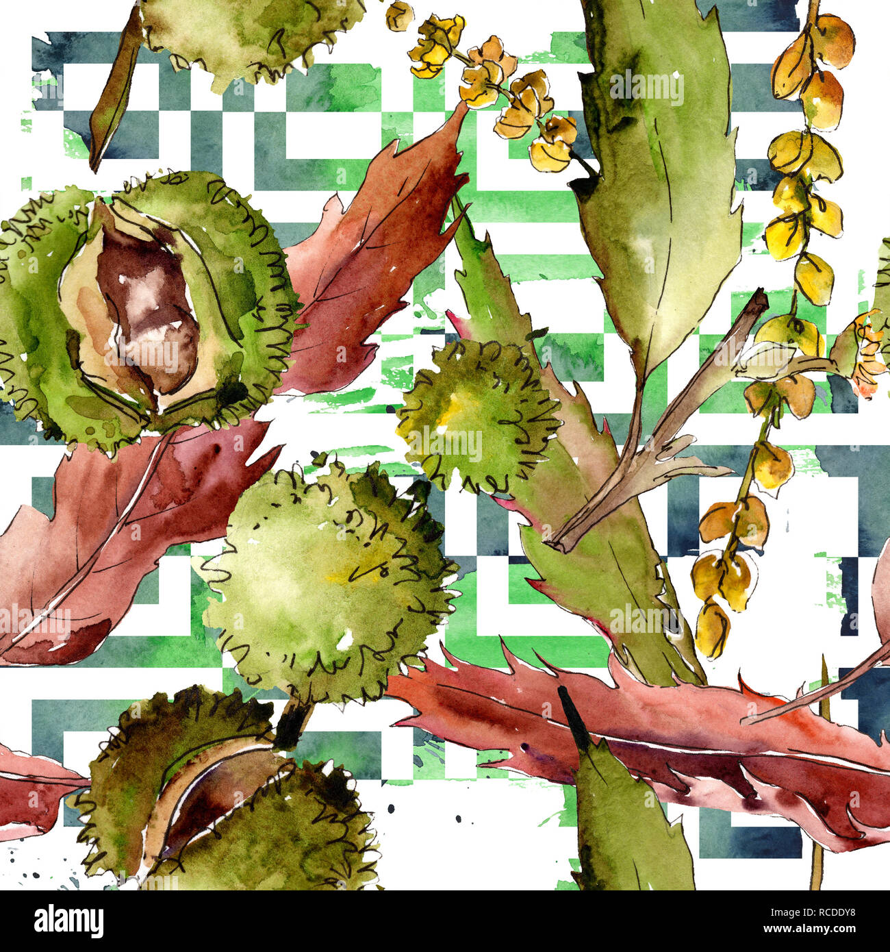 Sweet chestnut leaves and fruit. Watercolor background illustration set ...