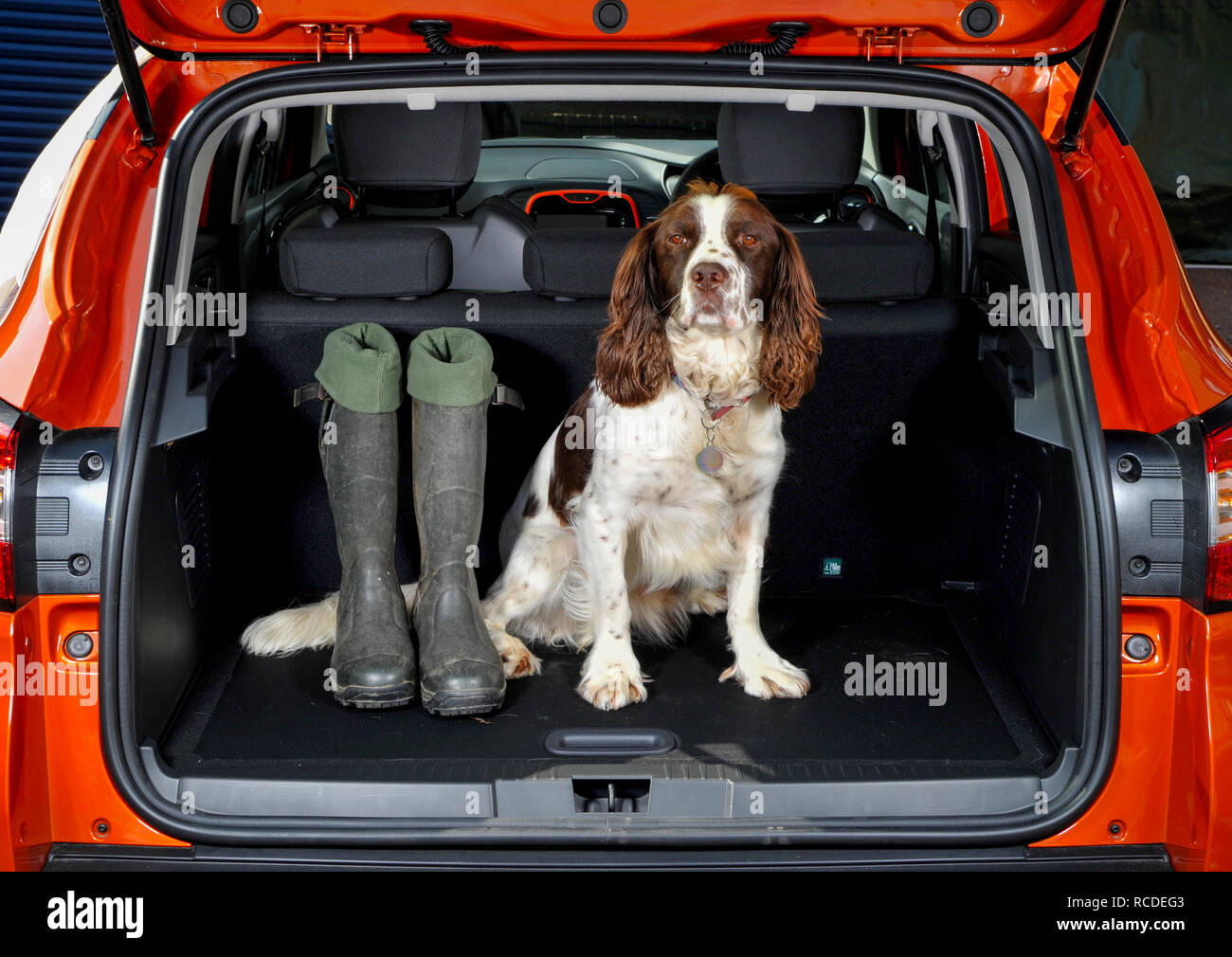 Springer Spaniel dog and welly boots ready for a walk in the boot of a ...