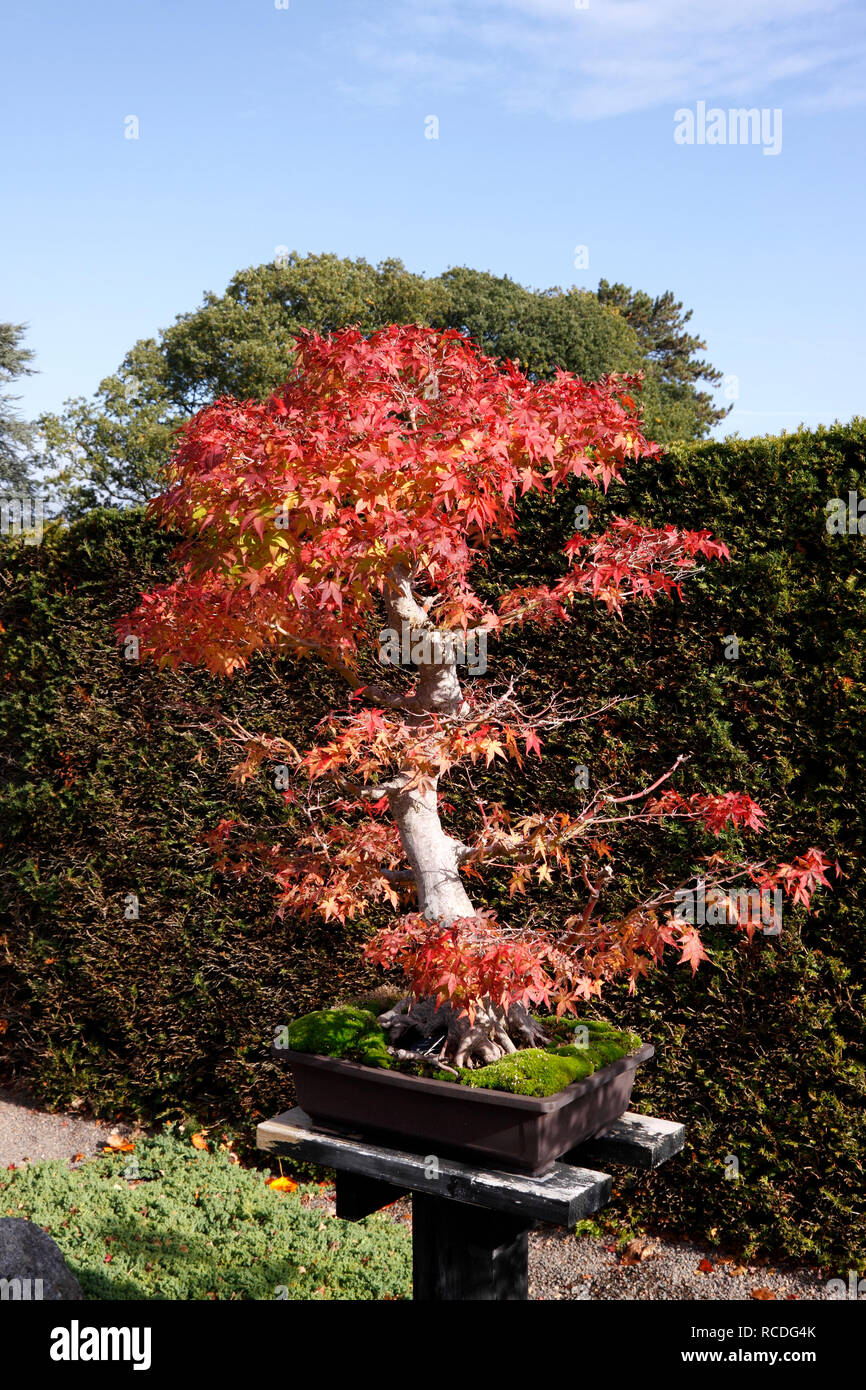 Acer palmatum bonsai hi-res stock photography and images - Alamy