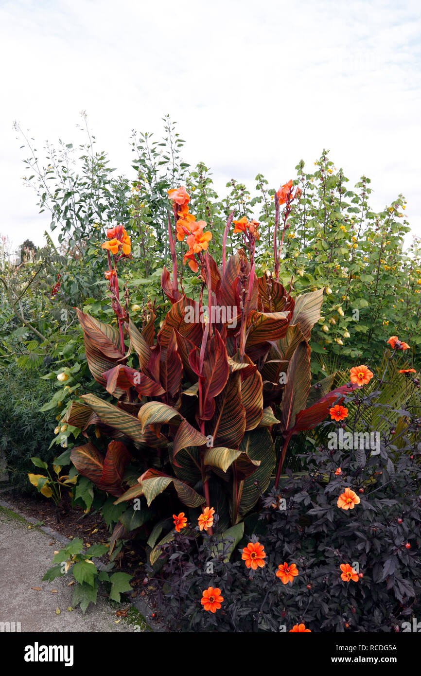 CANNA PHASION. INDIAN SHOT PLANT Stock Photo - Alamy