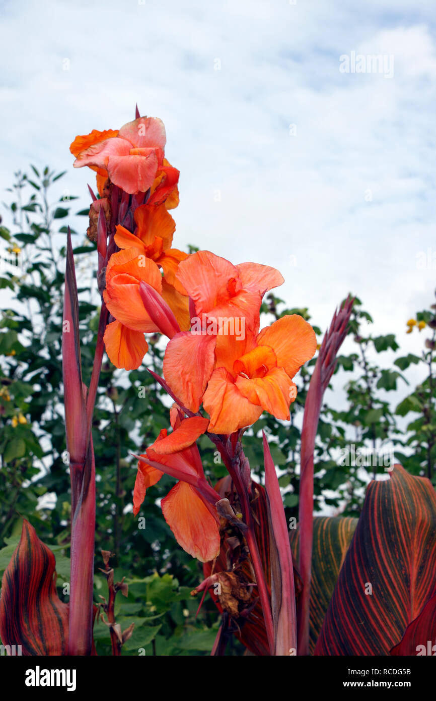 CANNA PHASION. INDIAN SHOT PLANT Stock Photo - Alamy