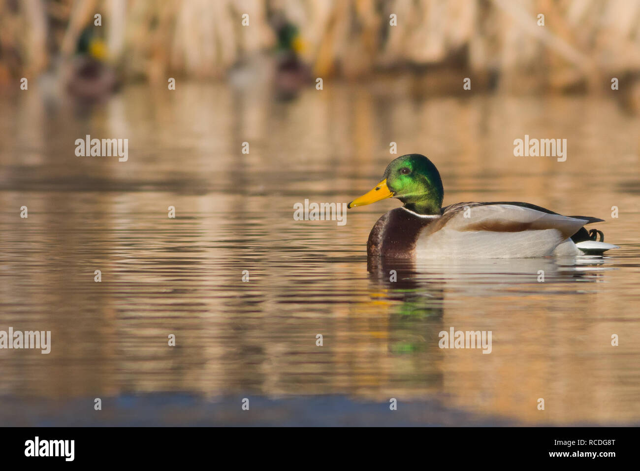 A male mallard duck floating in a lake lit by soft afternoon light ...