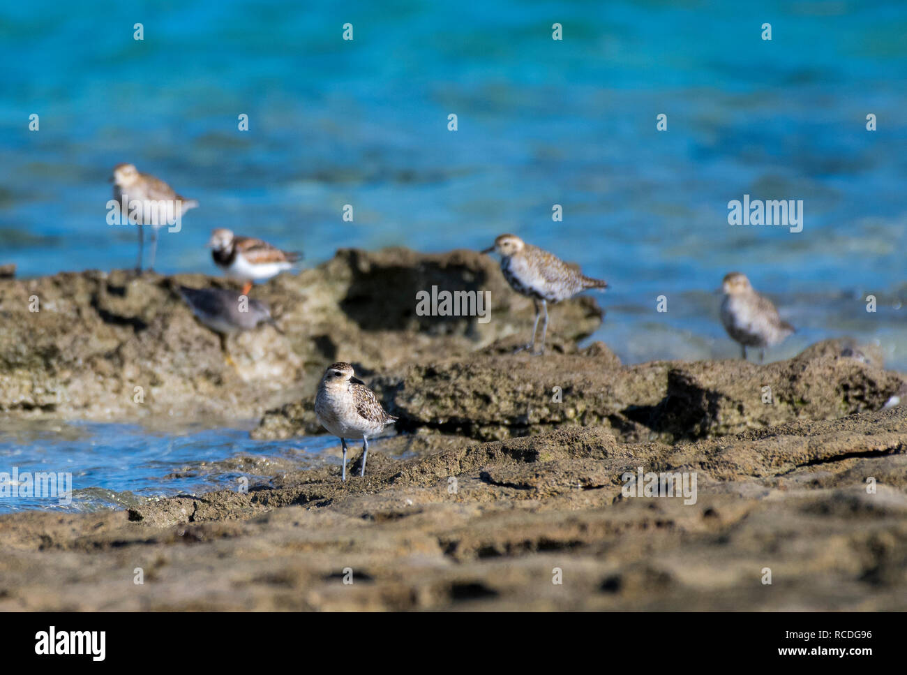 Pluvialis fulva hi-res stock photography and images - Alamy