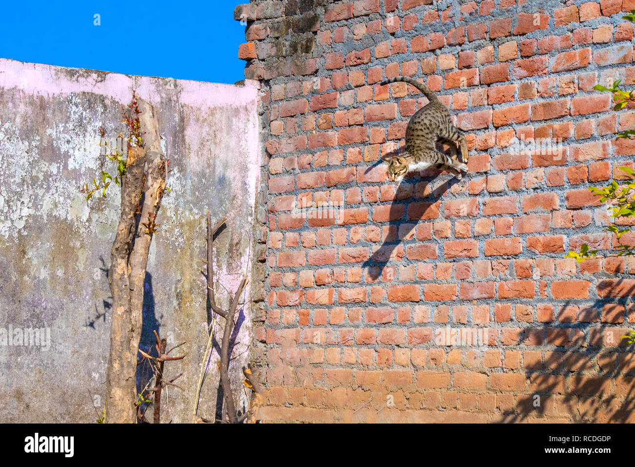 Flying cat jumping hi-res stock photography and images - Alamy