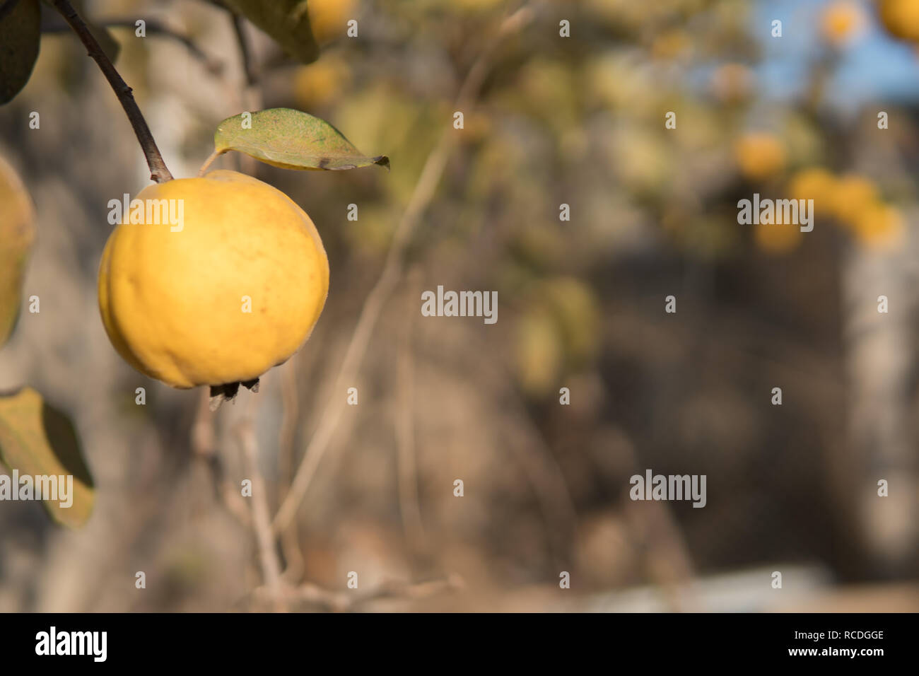 Ripe yellow quince on tree and is ready to harvest. Blurred background ...