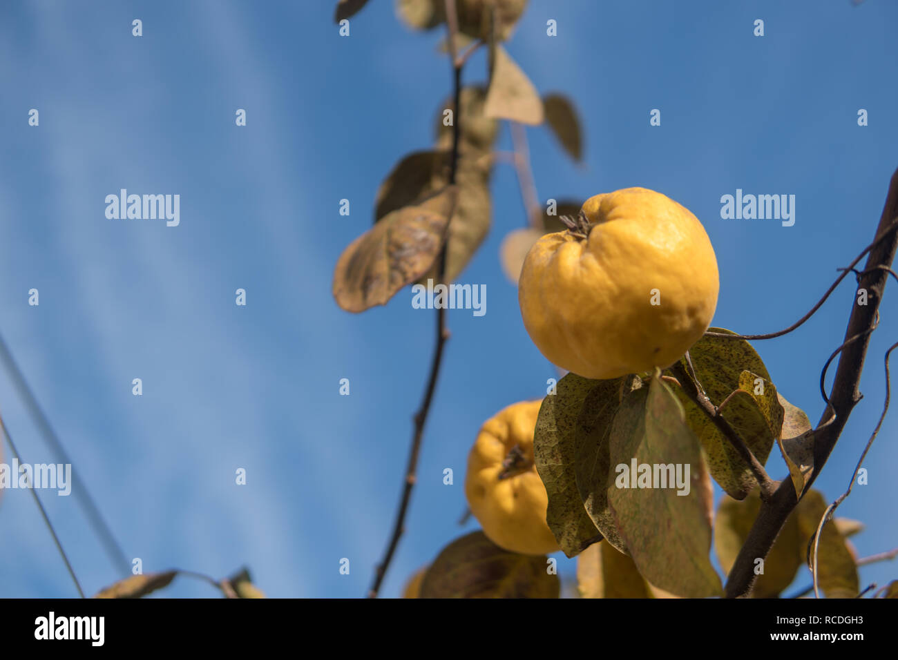 Ripe yellow quince on tree and is ready to harvest. Blurred background ...