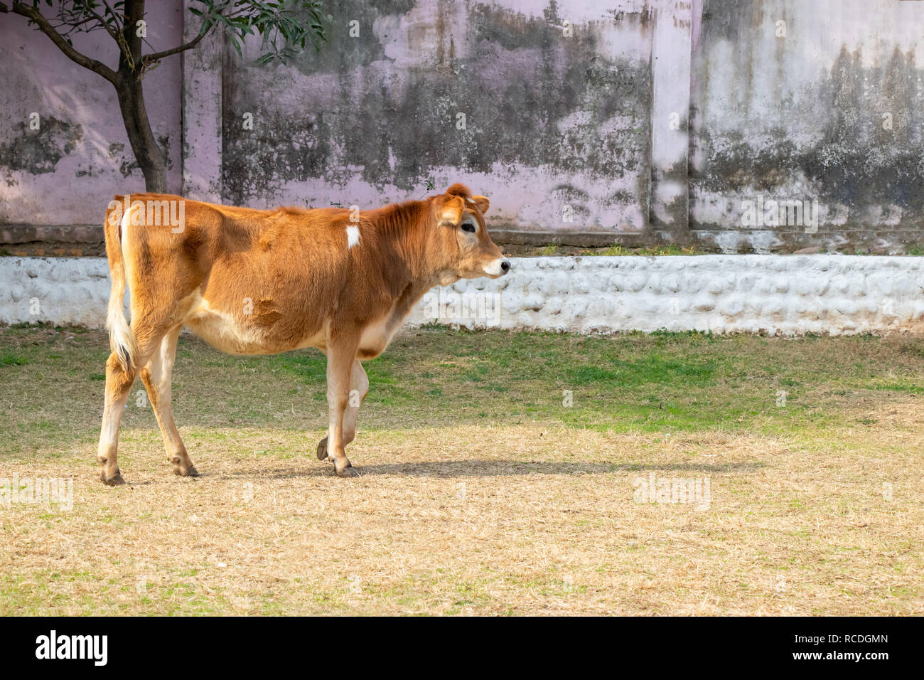 Calf cow walking hi-res stock photography and images - Alamy
