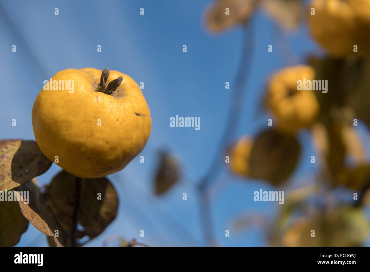 Ripe yellow quince on tree and is ready to harvest. Blurred background ...