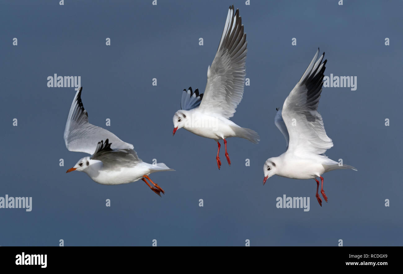 White bird landing hi-res stock photography and images - Alamy