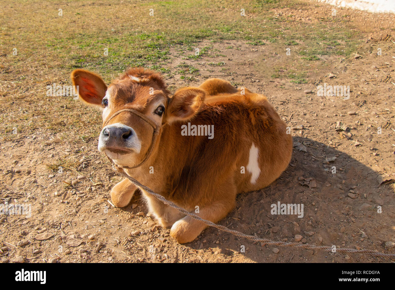Cow calf setting outside the stall and looking toward the camera Stock ...