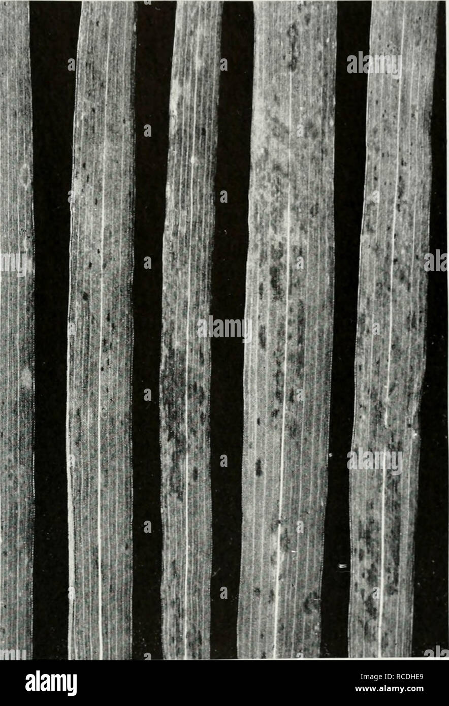 Powdery mildew wheat hi-res stock photography and images - Alamy