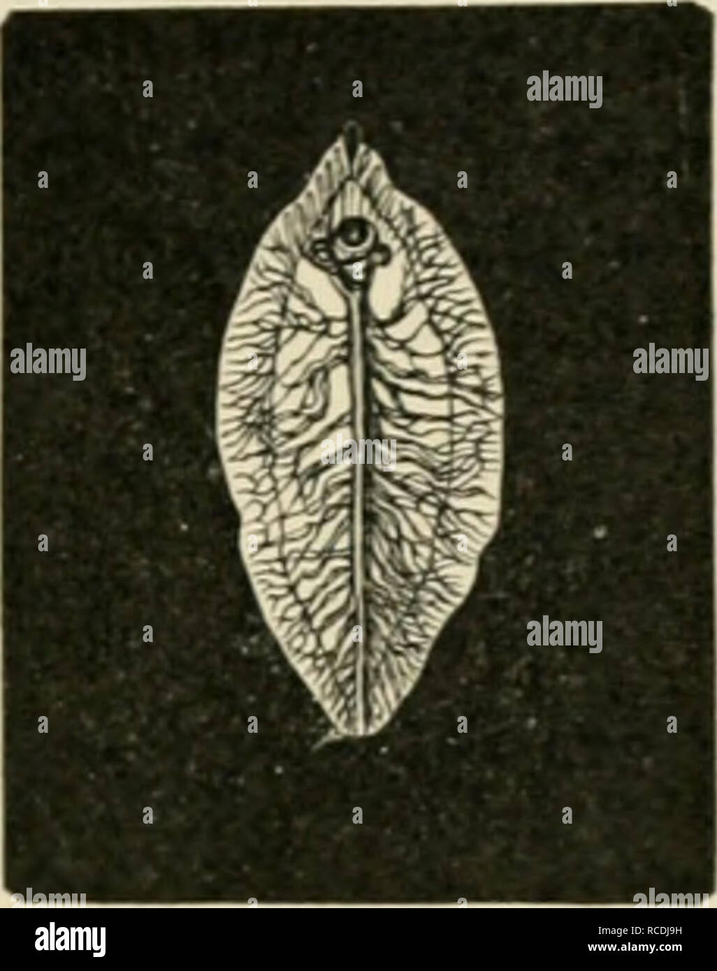 Miracidium hi-res stock photography and images - Alamy