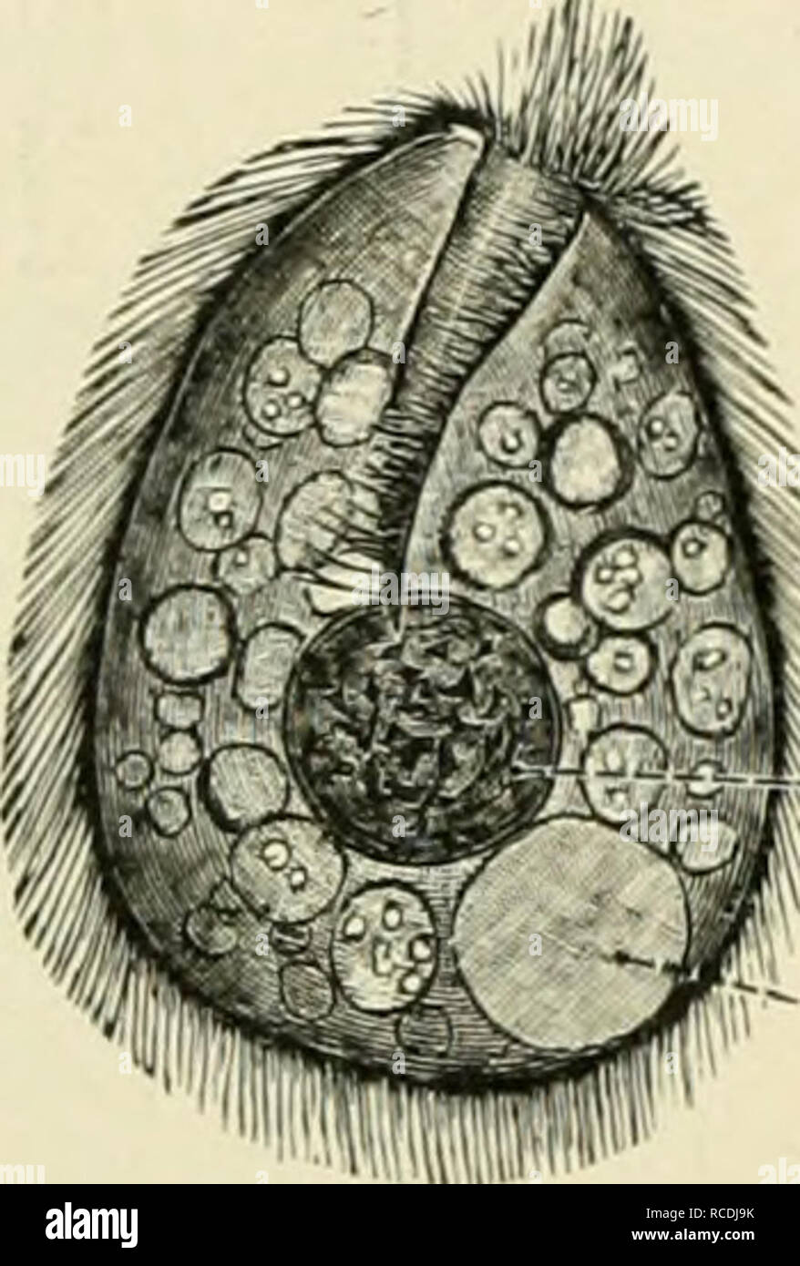 Balantidium Coli Diagram