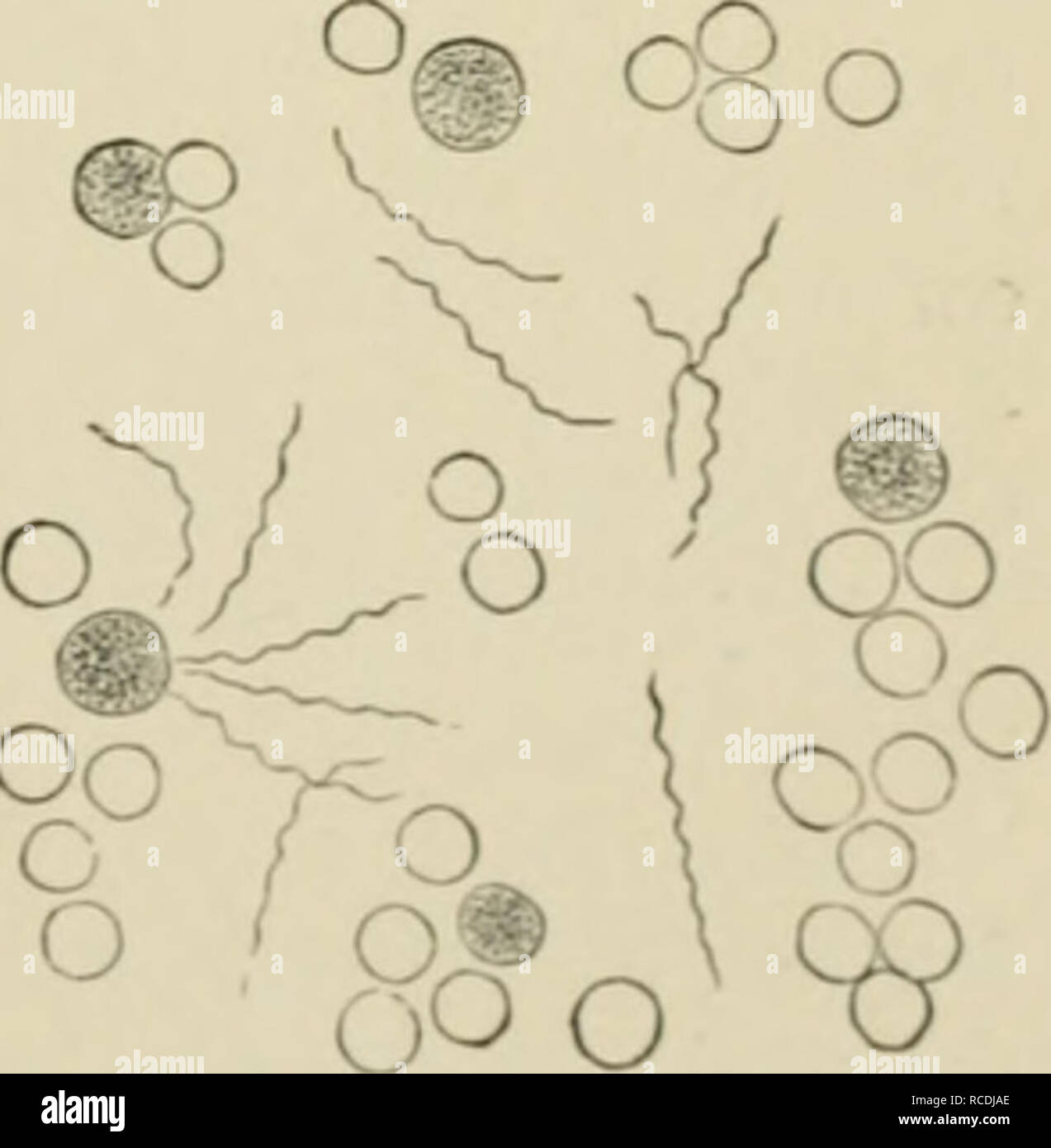 . Diseases of metabolism and of the blood, animal parasites, toxicology ...