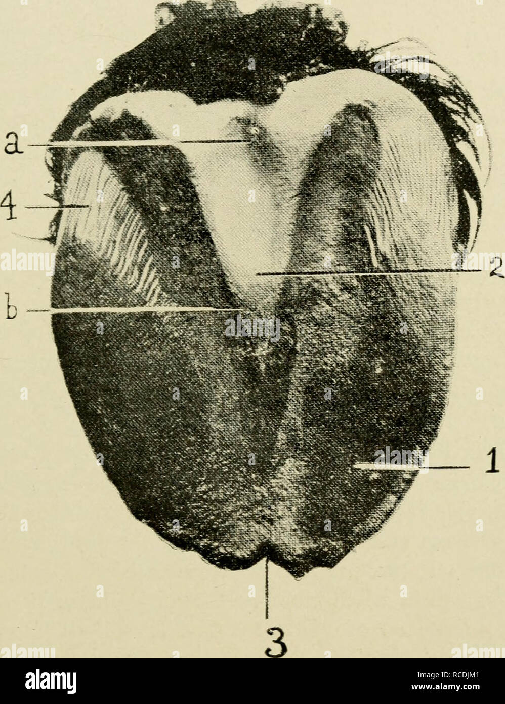 . Diseases of the horse's foot. Horses; Hoofs -- Diseases; Horses ...