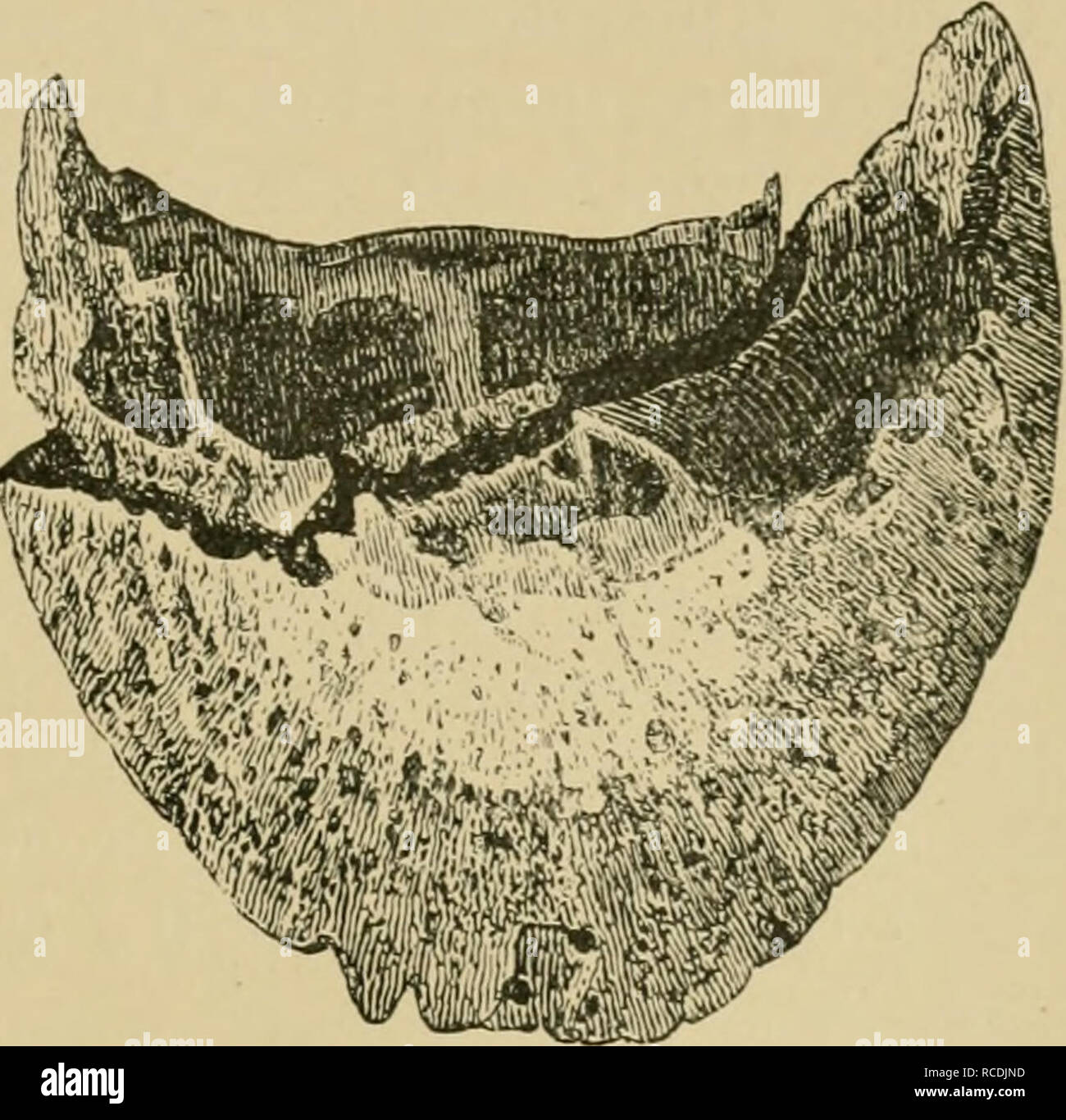 . Diseases of the horse's foot. Hoofs; Horses. DISEASES OF THE BONES ...