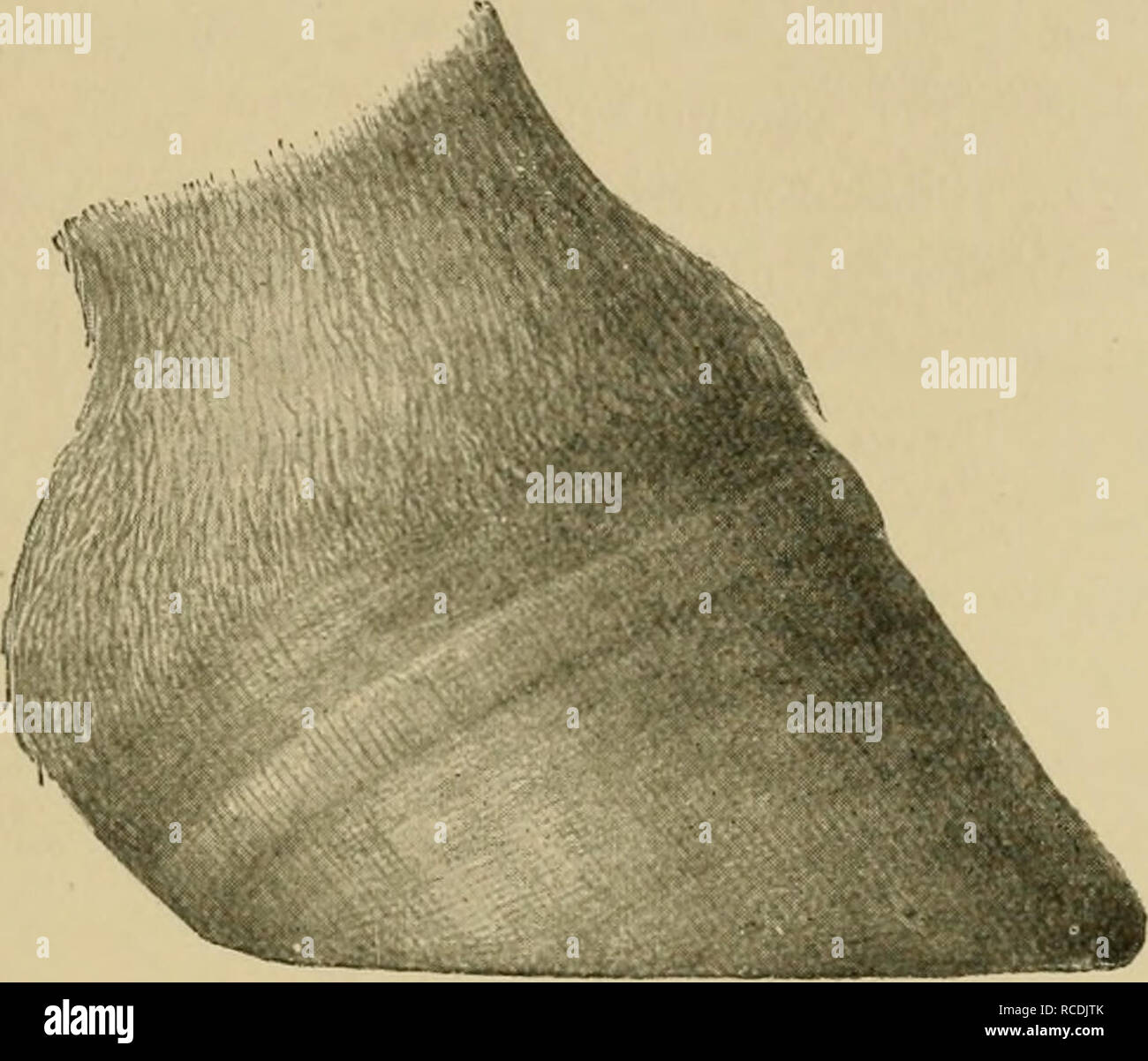 Treated like an animal hi-res stock photography and images - Alamy