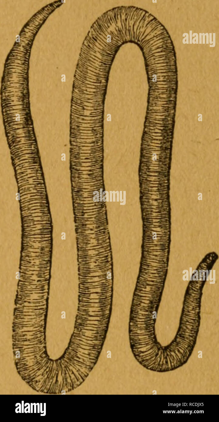 Aschelminthes Examples