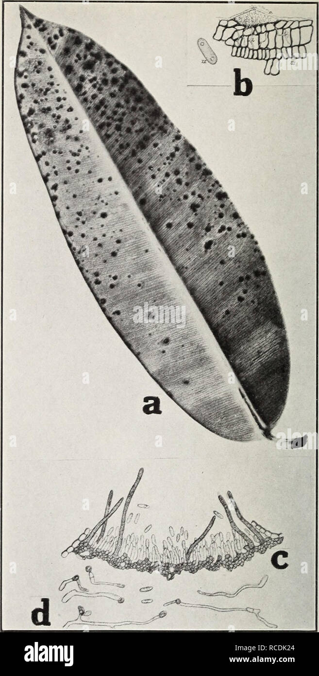 Acervulus hi-res stock photography and images - Alamy