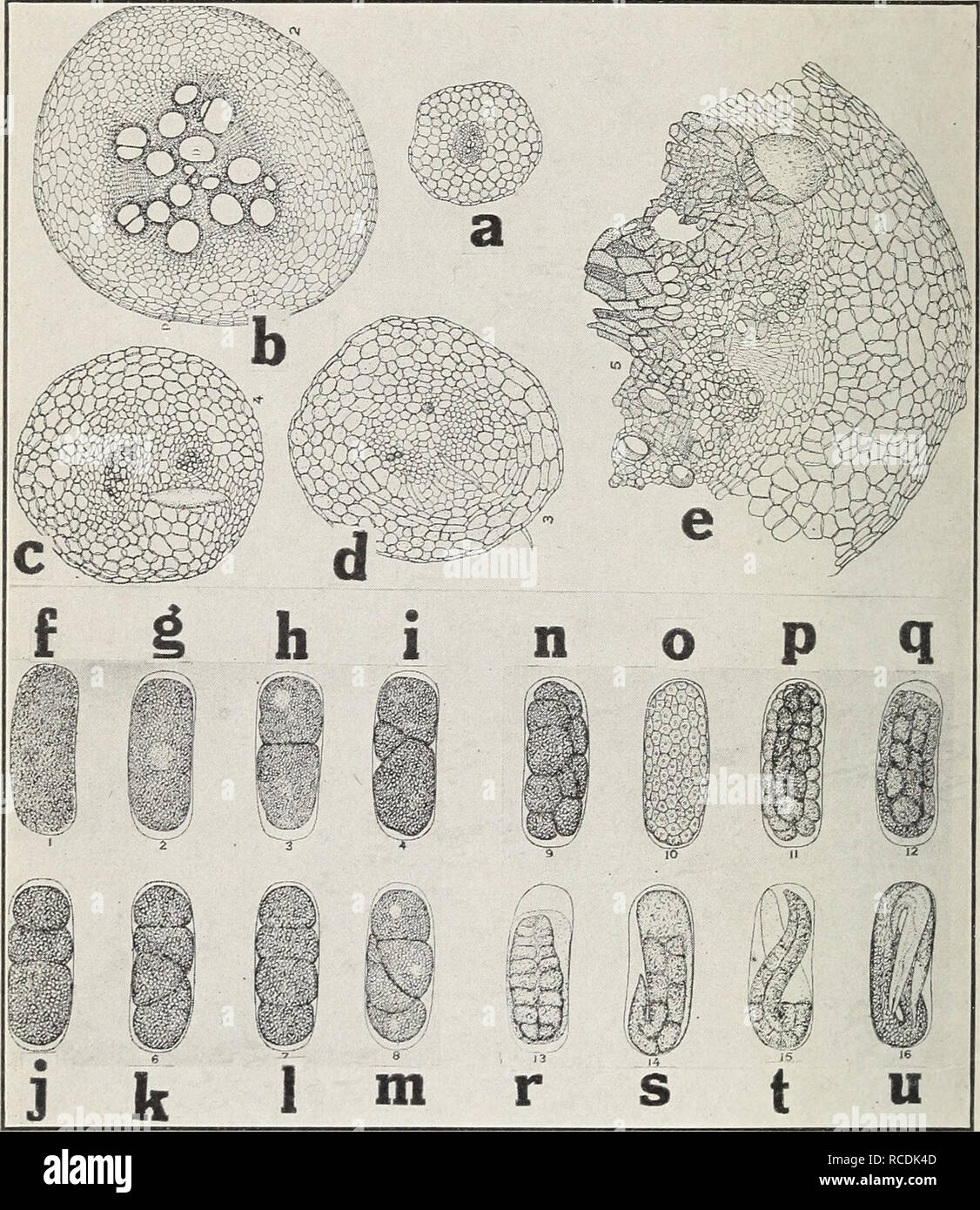Various nematodes hi-res stock photography and images - Alamy