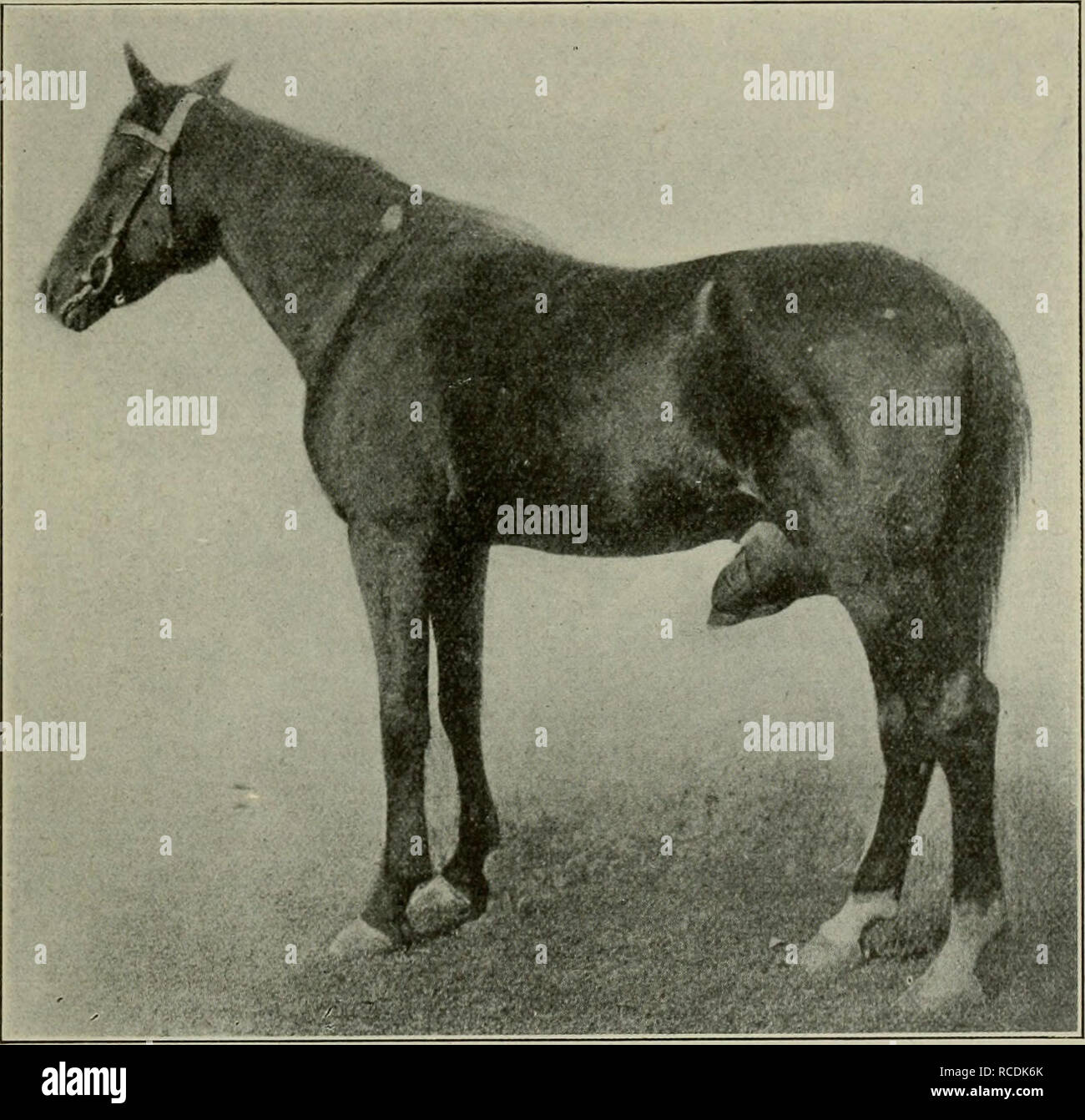 . The diseases of the genital organs of domestic animals. Veterinary ...