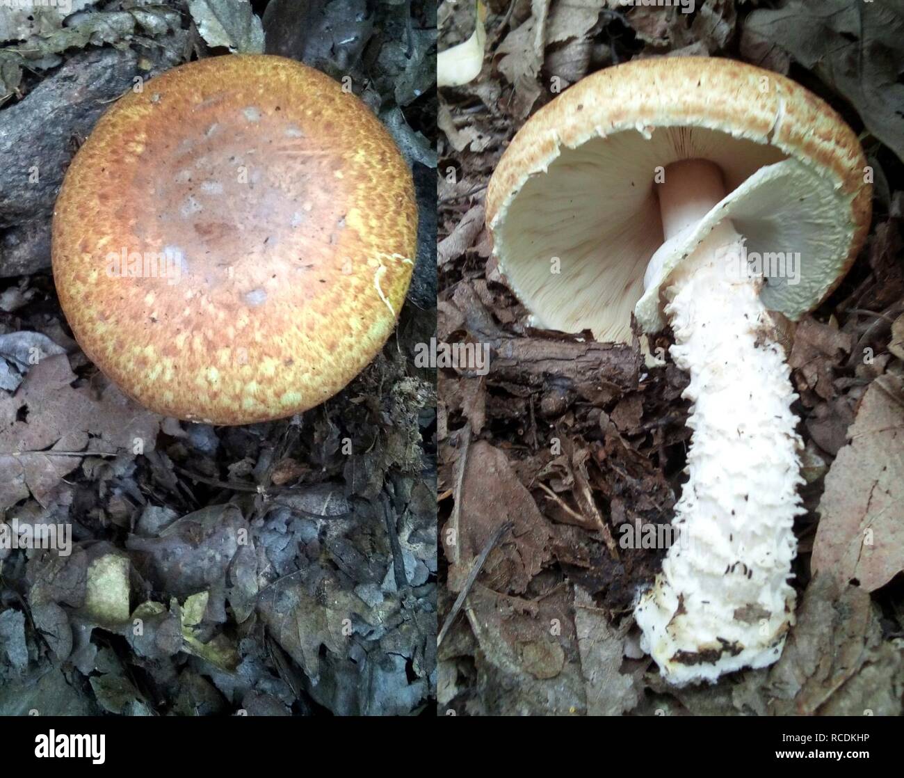 Agaricus augustus hi-res stock photography and images - Alamy