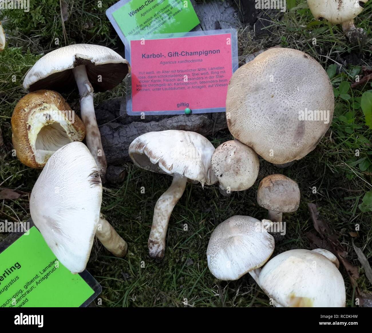 Agaricus xanthoderma - Pilzausstellung Rostock 2015 Stock Photo - Alamy