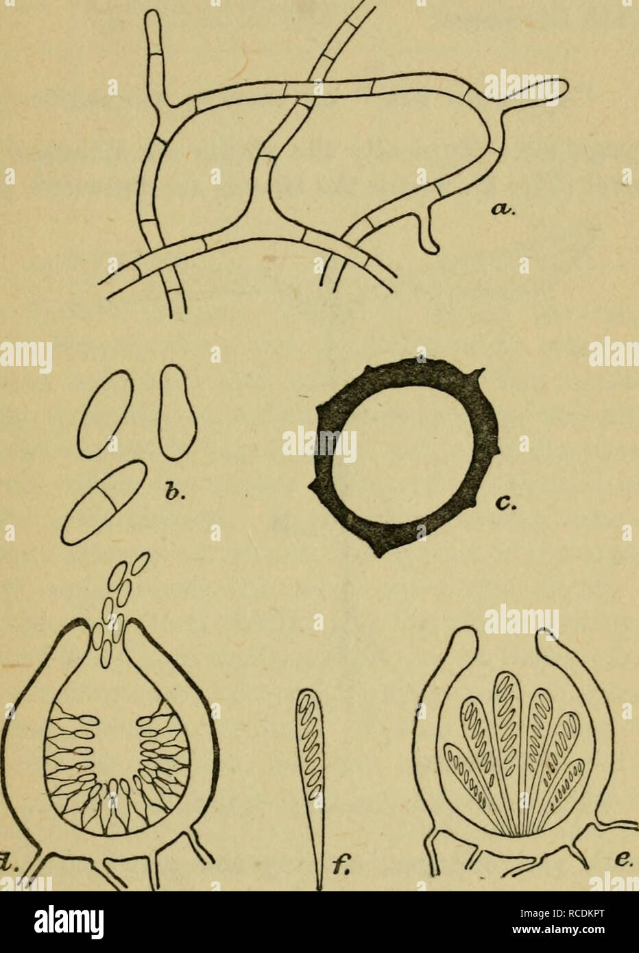 . Diseases of glasshouse plants. Greenhouse plants; Plant diseases ...
