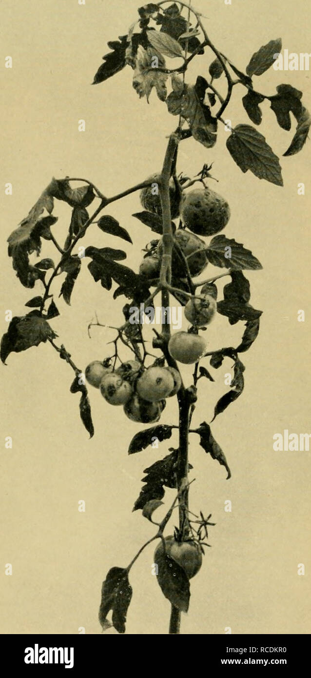 William bewley hi-res stock photography and images - Alamy