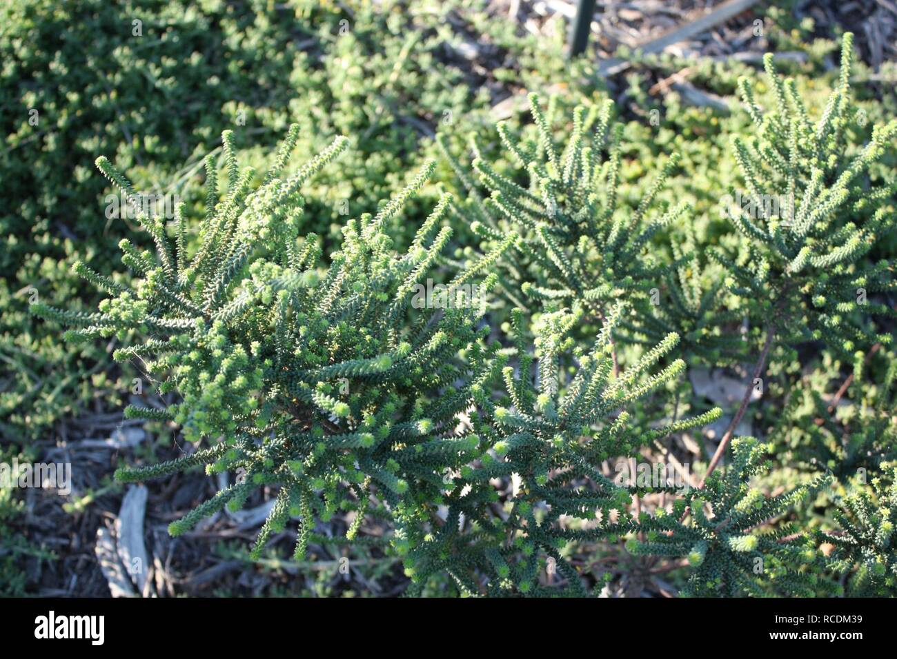 Agathosma apiculata knoffelboegoe herb - Riversdale South Africa 2 ...