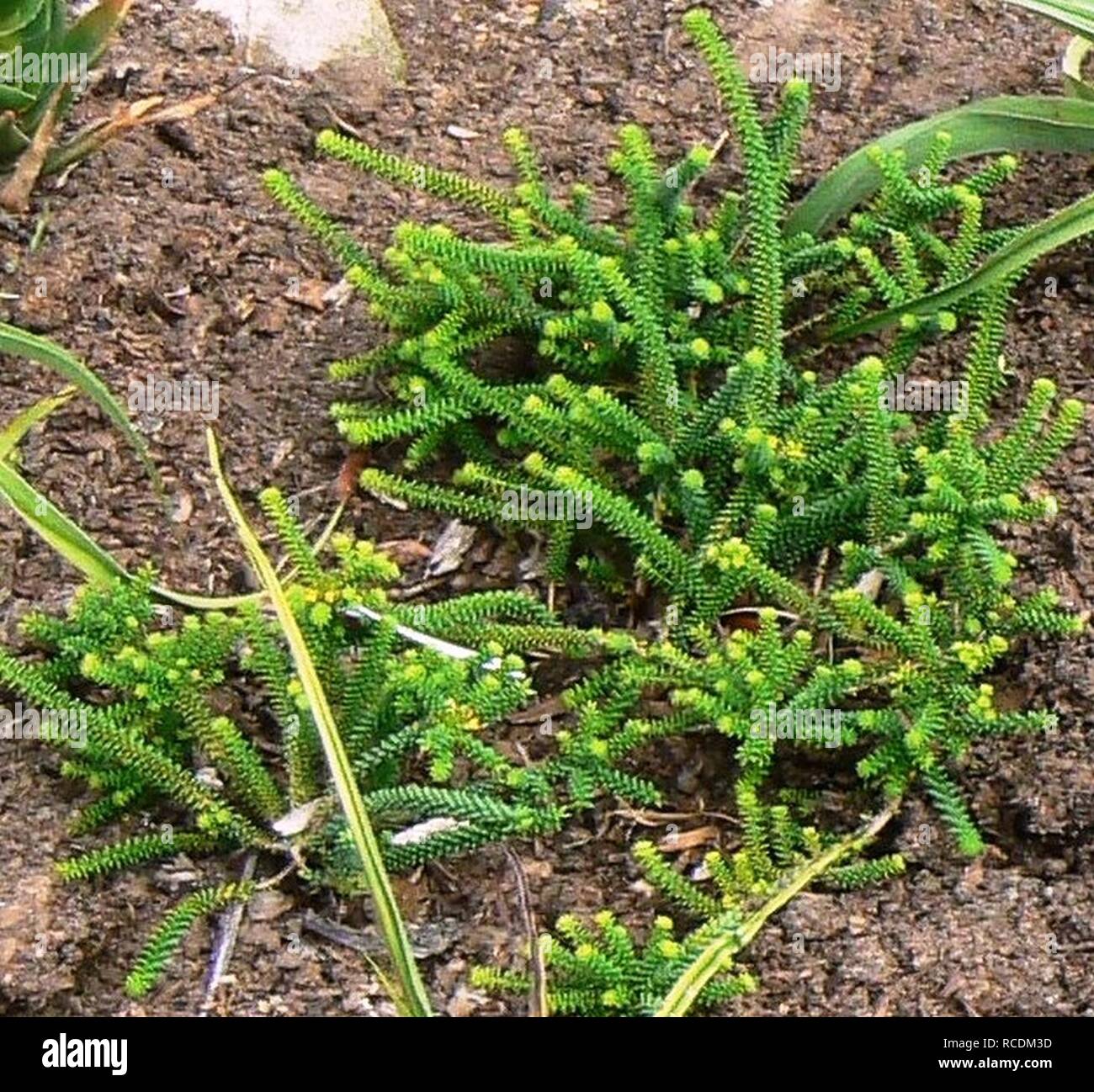 Agathosma gonaquensis Gonaqua buchu plant Stock Photo - Alamy