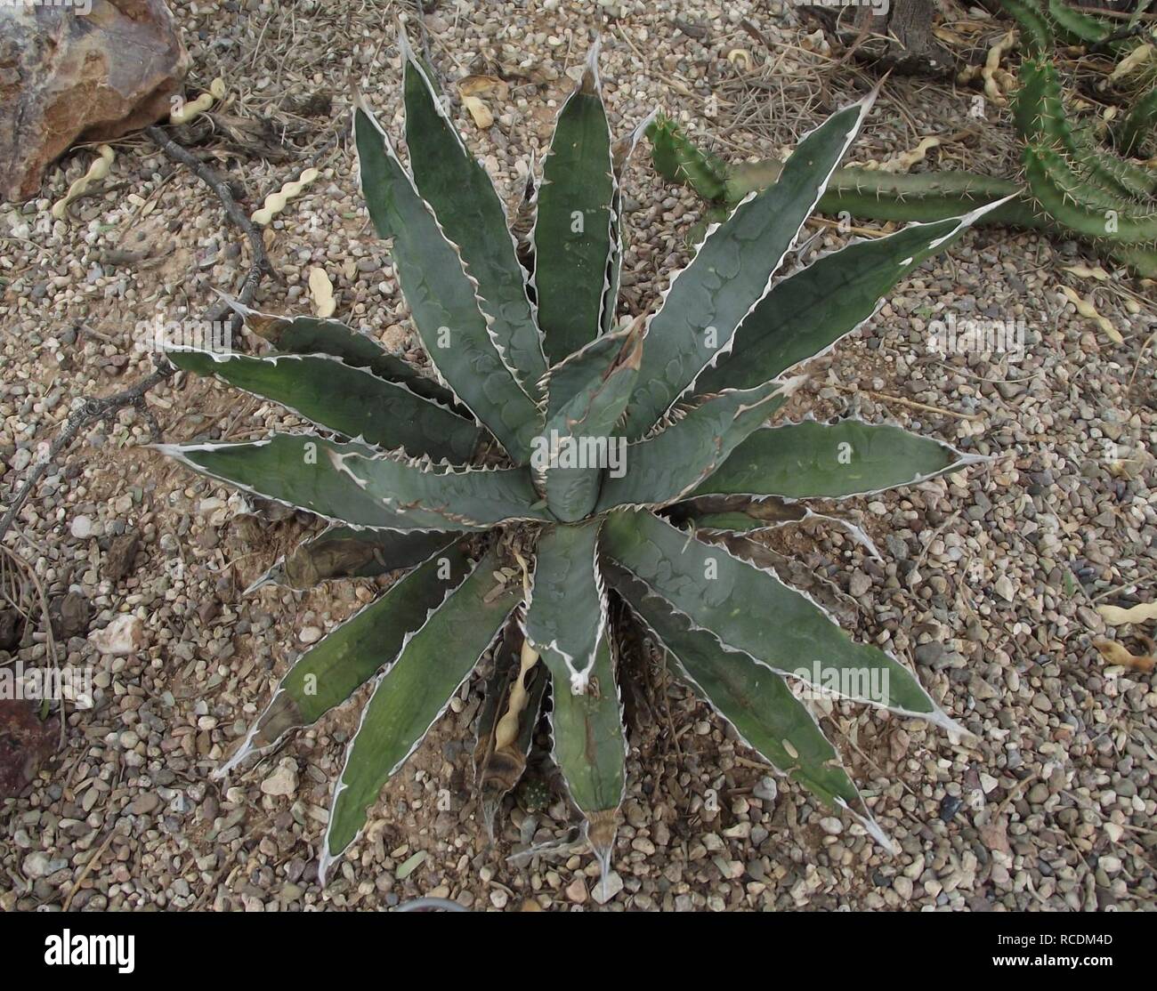 Agave lophantha hi-res stock photography and images - Alamy