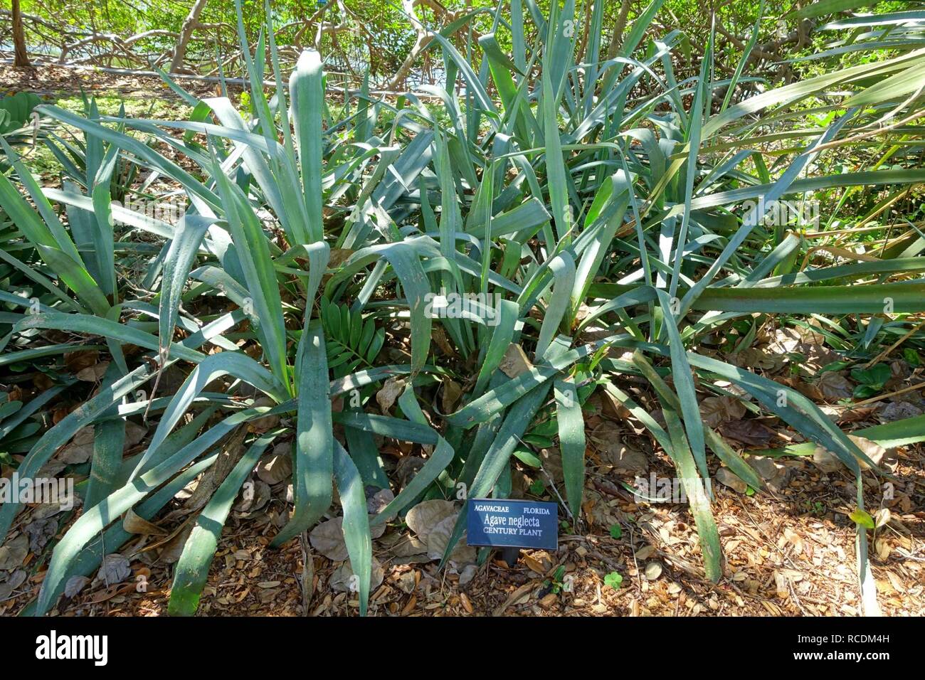 Agave neglecta - Marie Selby Botanical Gardens - Sarasota, Florida ...