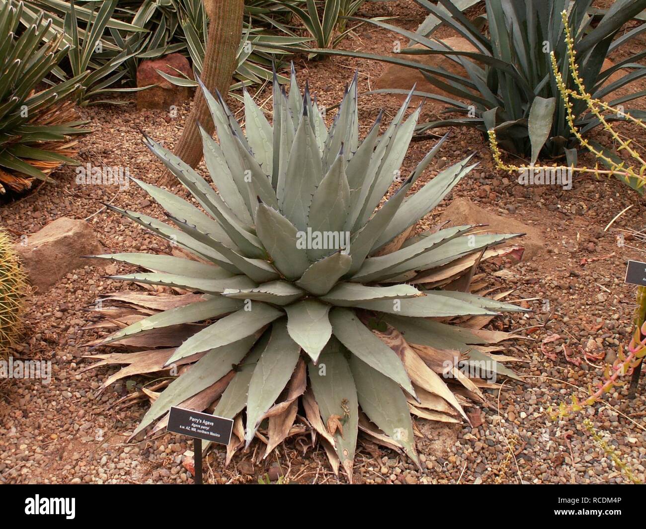 Agave parryi, 2015-03-13, Phipps Conservatory, 01 Stock Photo - Alamy
