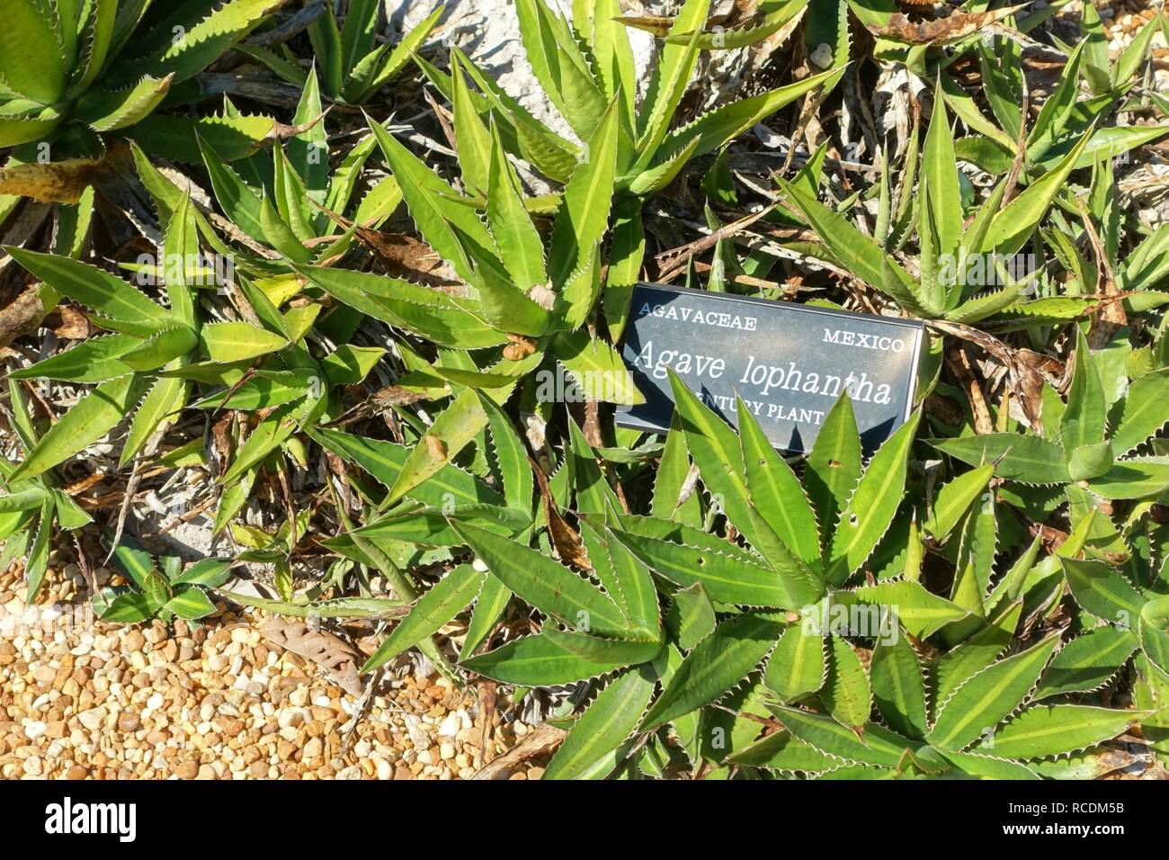 Agave univittata (Agave lophantha) - Marie Selby Botanical Gardens ...