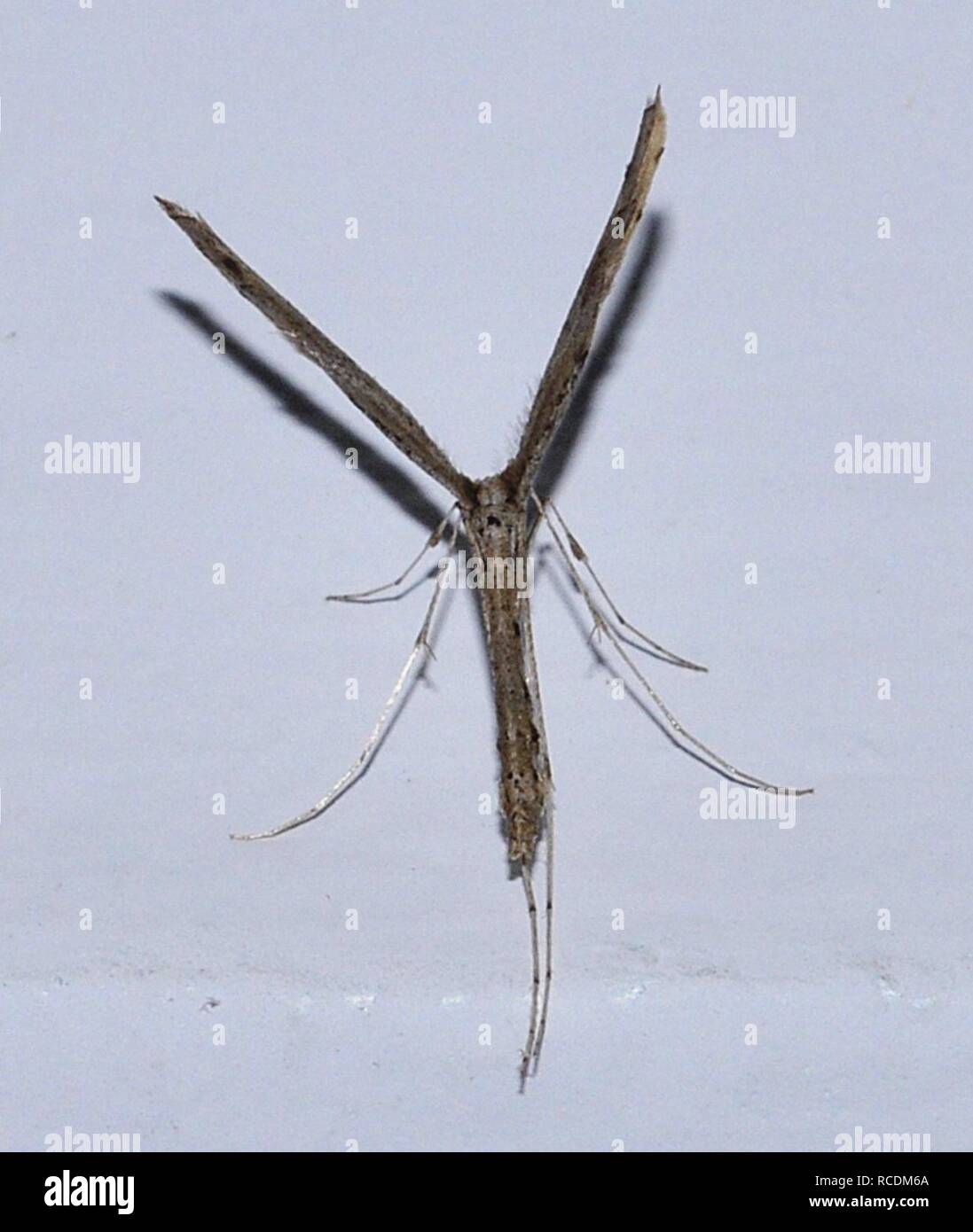 Agdistis hi-res stock photography and images - Alamy