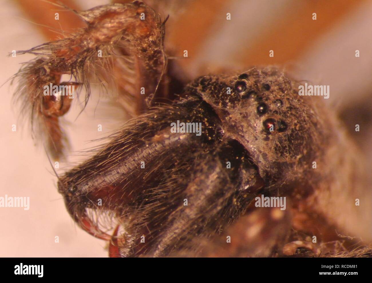 Agelenidae Anterior angled Jaw Detail Stock Photo - Alamy