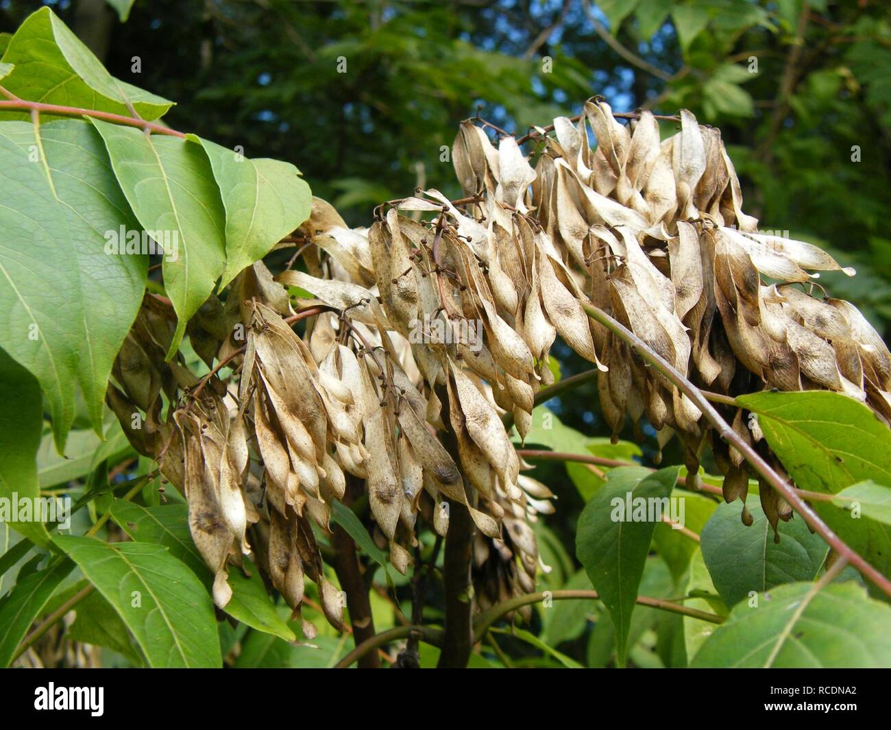 Ailanthus altissima, samara Stock Photo - Alamy
