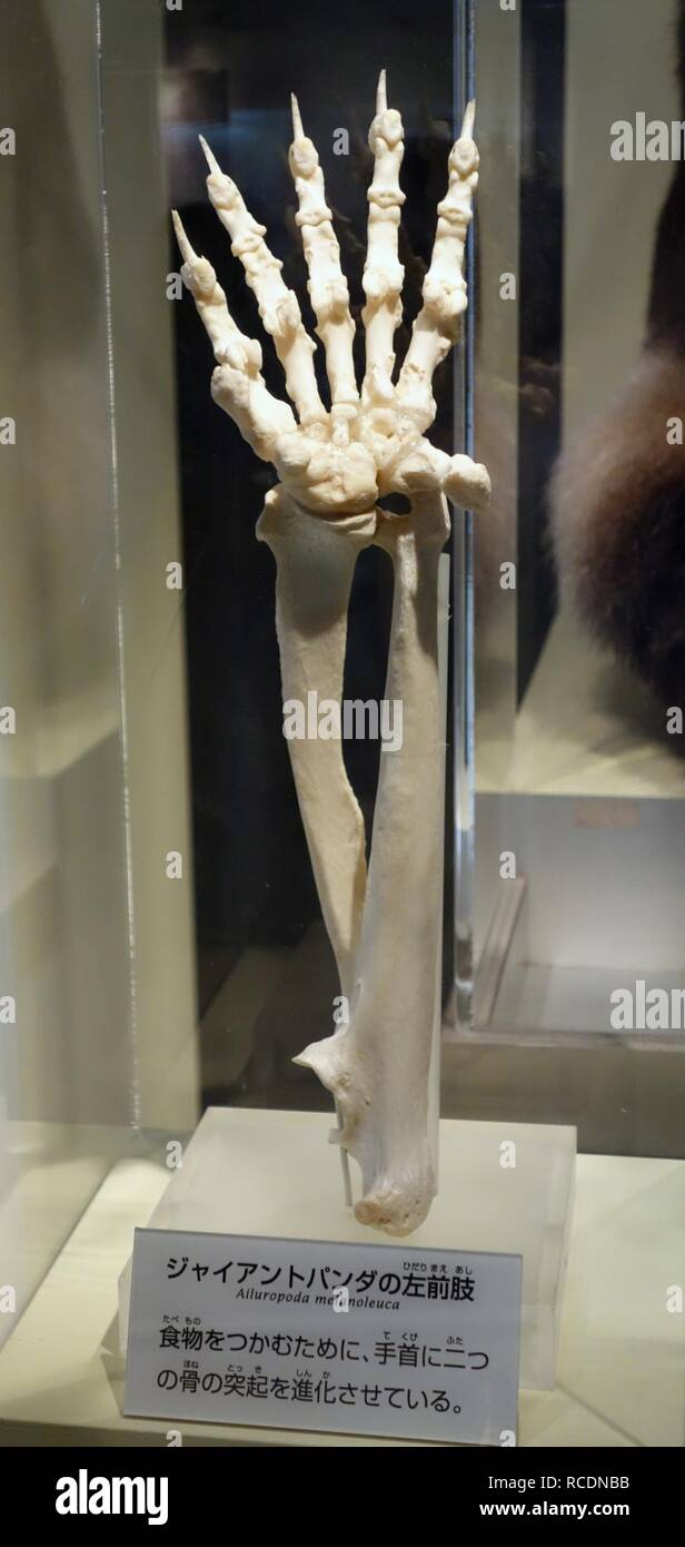 Ailuropoda melanoleuca, skeleton arm - National Stock Photo - Alamy