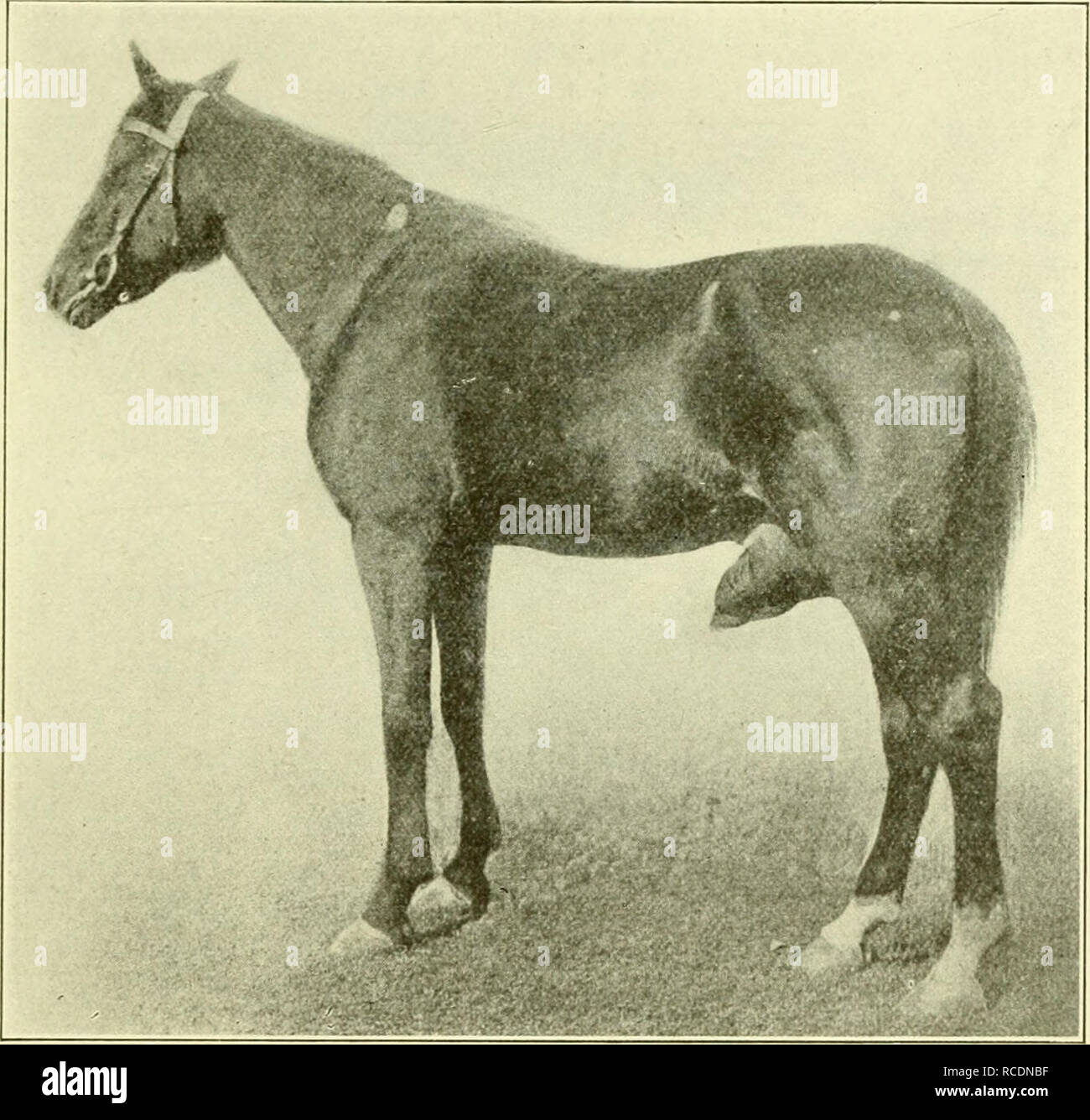 . The diseases of the genital organs of domestic animals. Horses ...