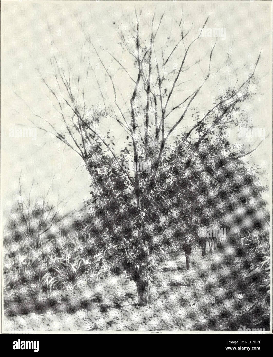 Potassium deficiency trees hi-res stock photography and images - Alamy