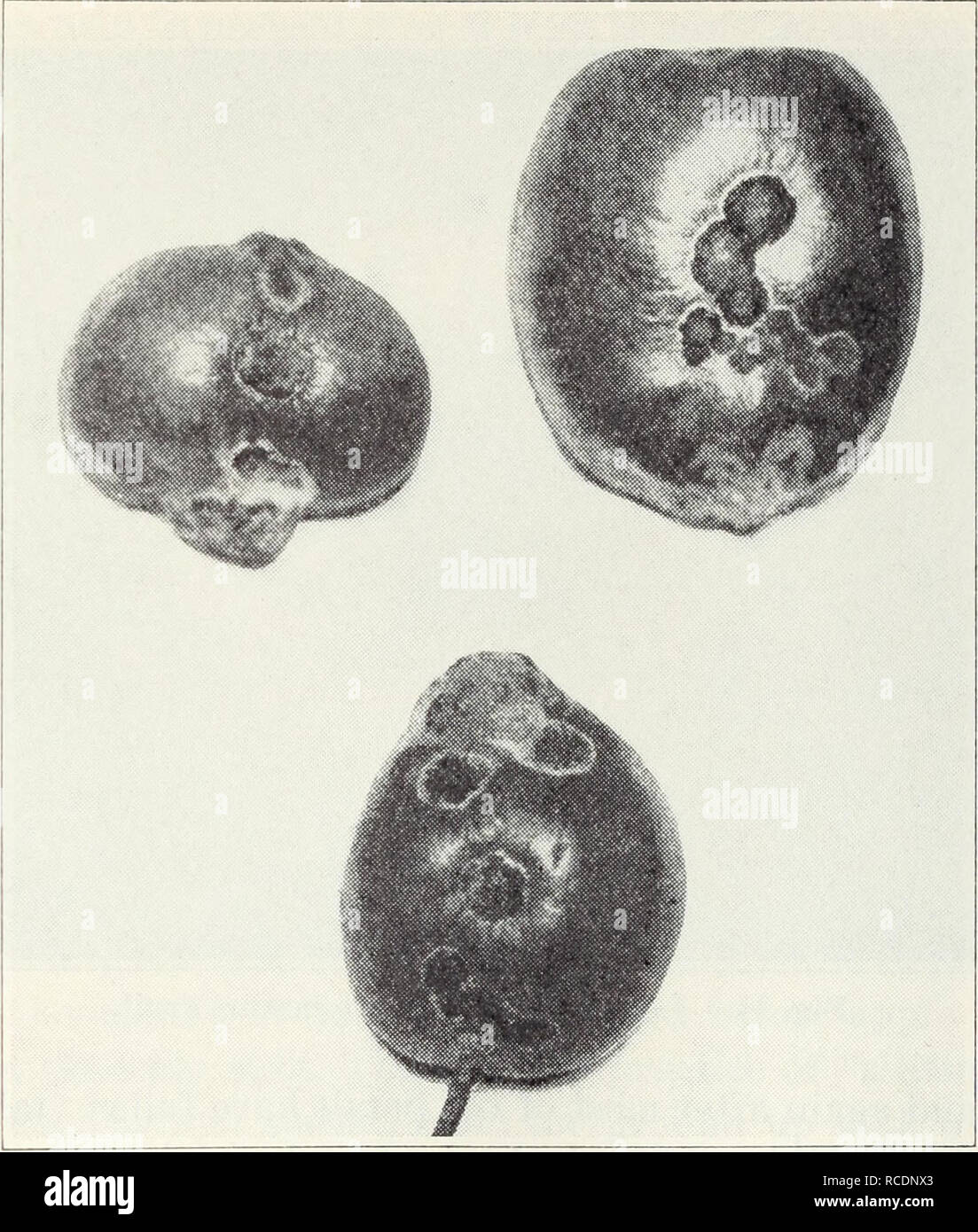 Swollen fig shell hi-res stock photography and images - Alamy