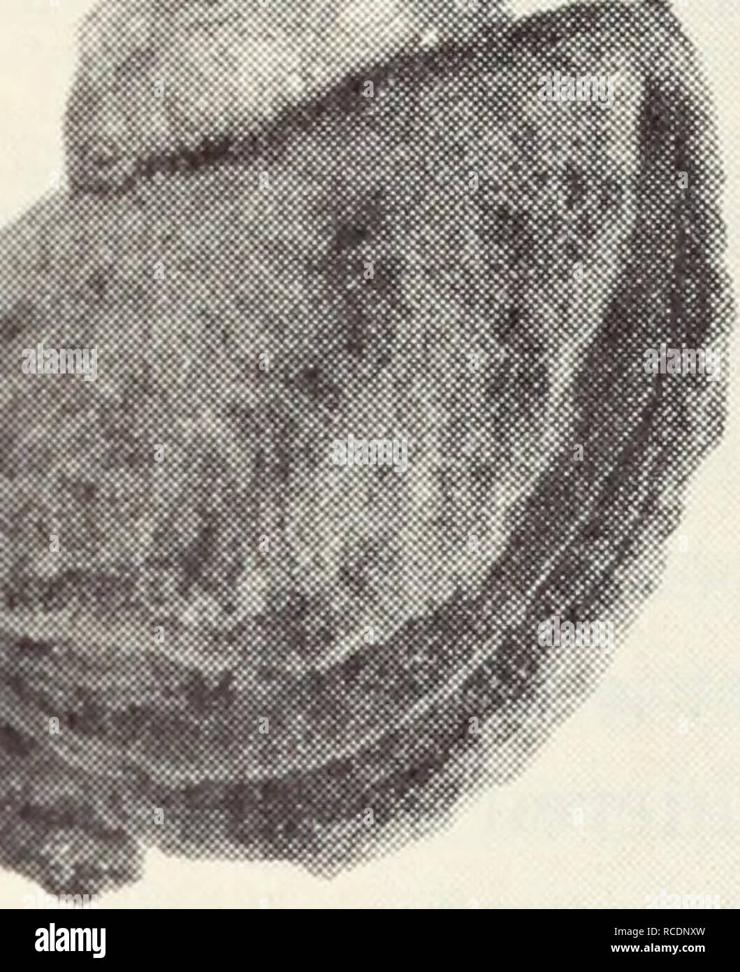 . Diseases of fruits and nuts. Fruit; Nuts. Diseases of Fruits and Nuts ...