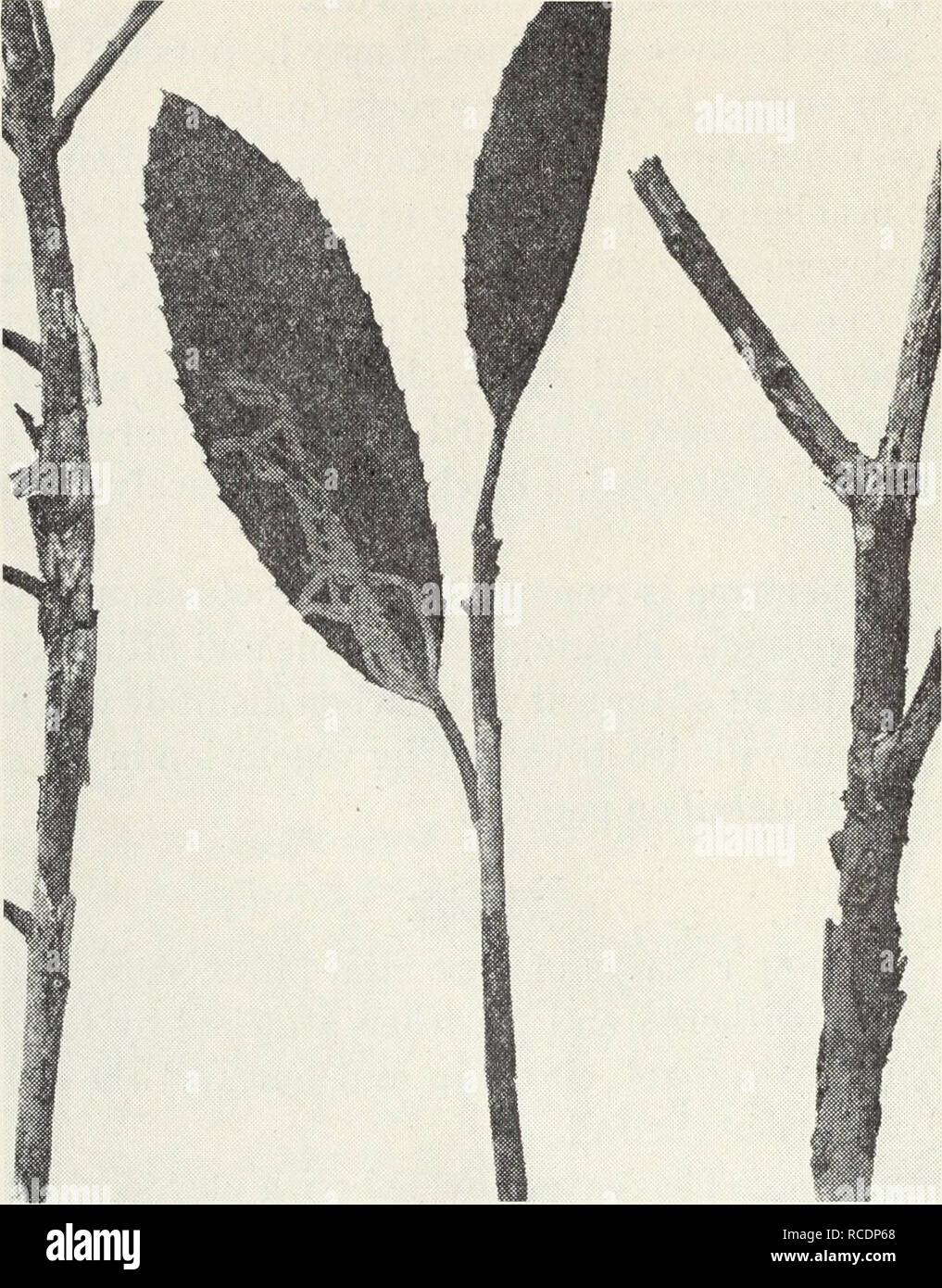 . Diseases of flowers and other ornamentals. Flowers; Plant diseases ...