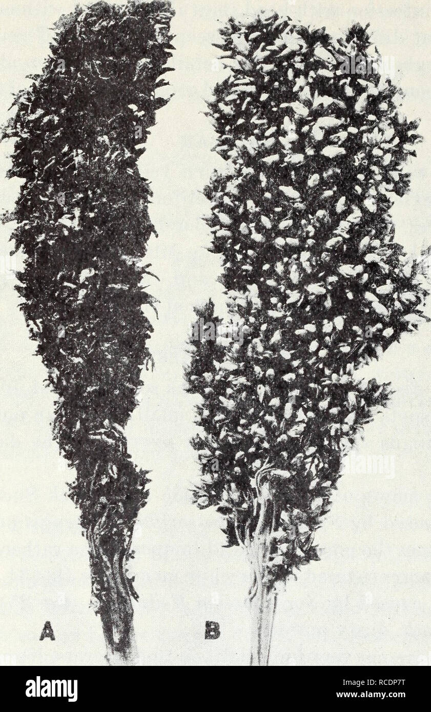 Milo field crops hi-res stock photography and images - Alamy