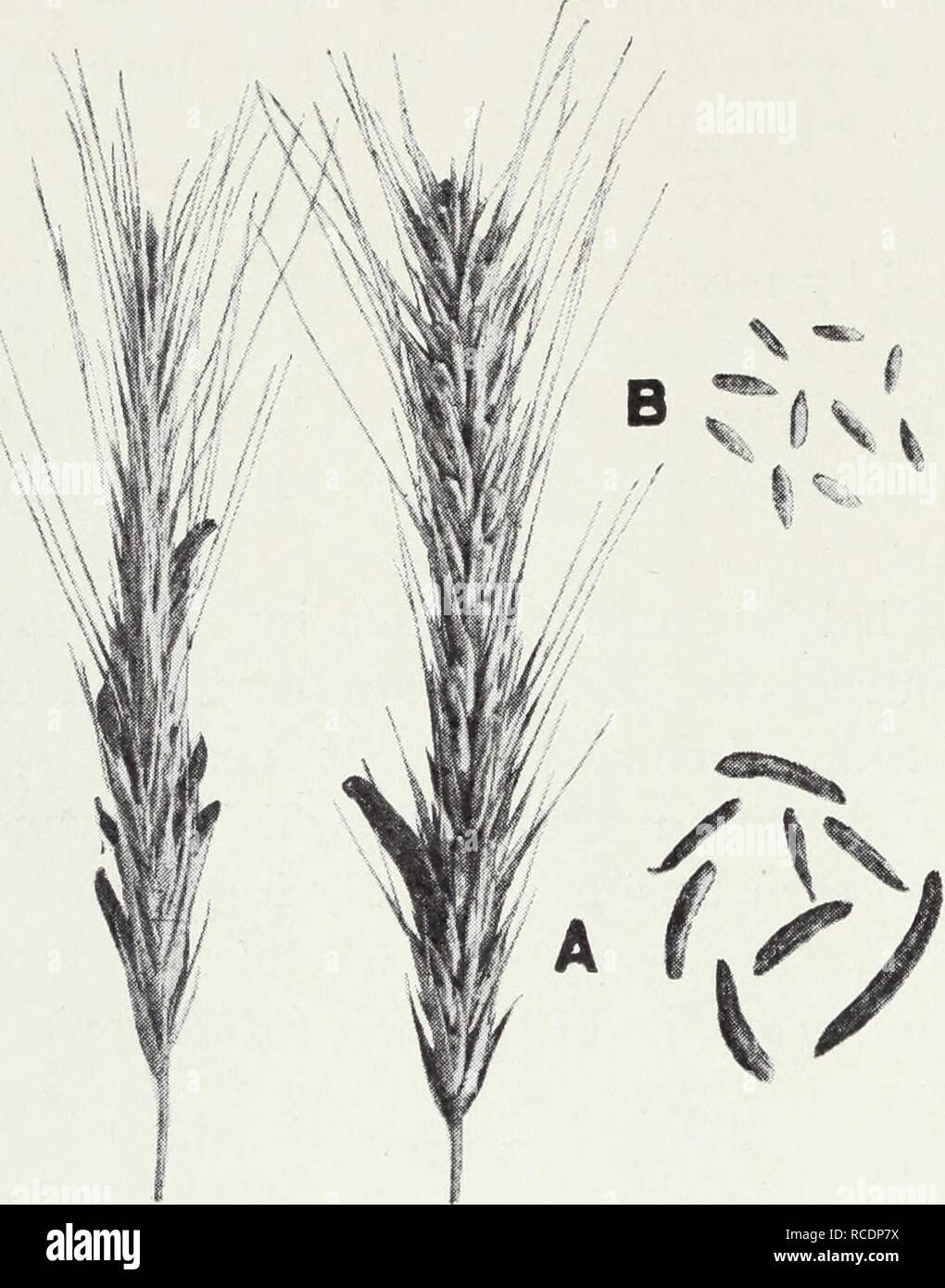 . Diseases of field crops. Plant diseases. 54 California Agricultural ...