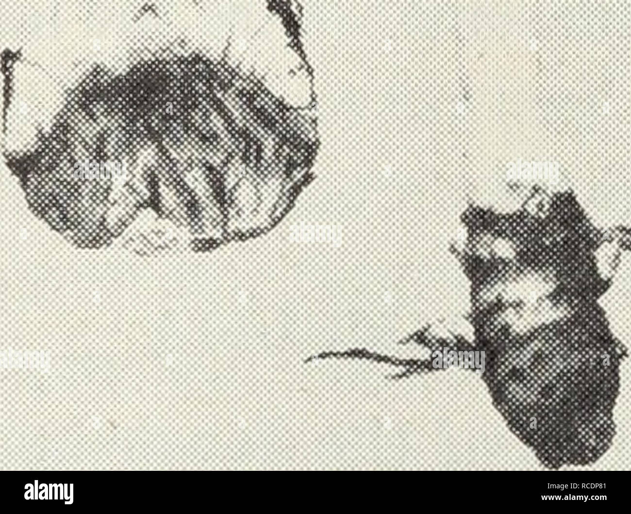 . Diseases of flowers and other ornamentals. Flowers; Plant diseases ...