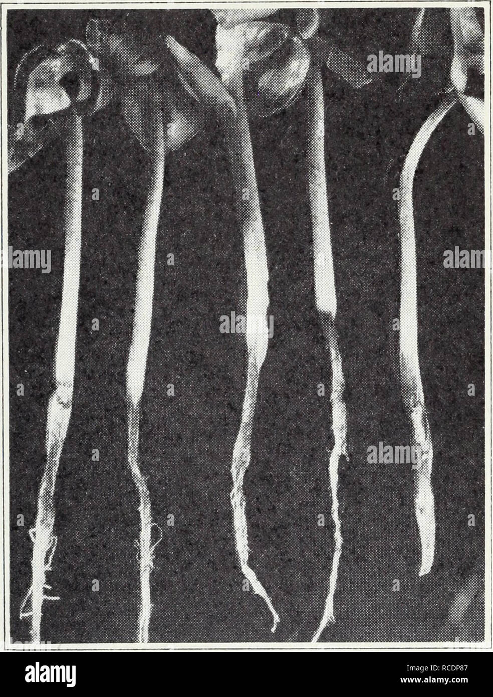 Root knot nematode hi-res stock photography and images - Alamy