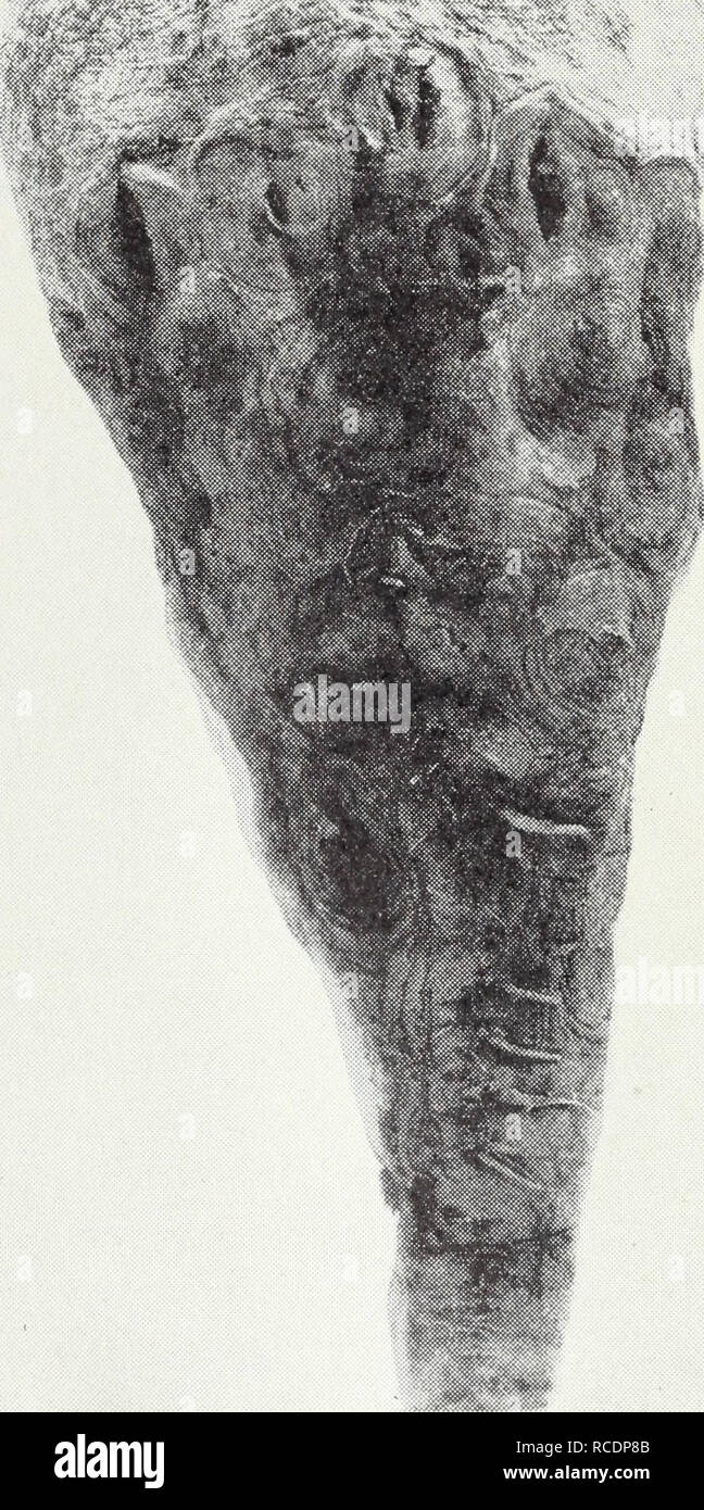 . Diseases of field crops. Plant diseases. Fig. 22.—Dry rot canker of ...